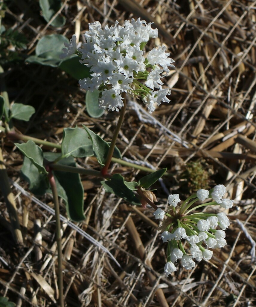 Snowball Sand Verbena from Gateway, Denver, CO, USA on October 2, 2023 ...