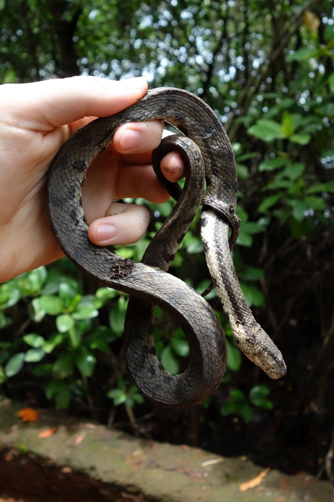 Asian Bockadam from Chorao, Goa, India on August 9, 2023 at 12:54 PM by ...