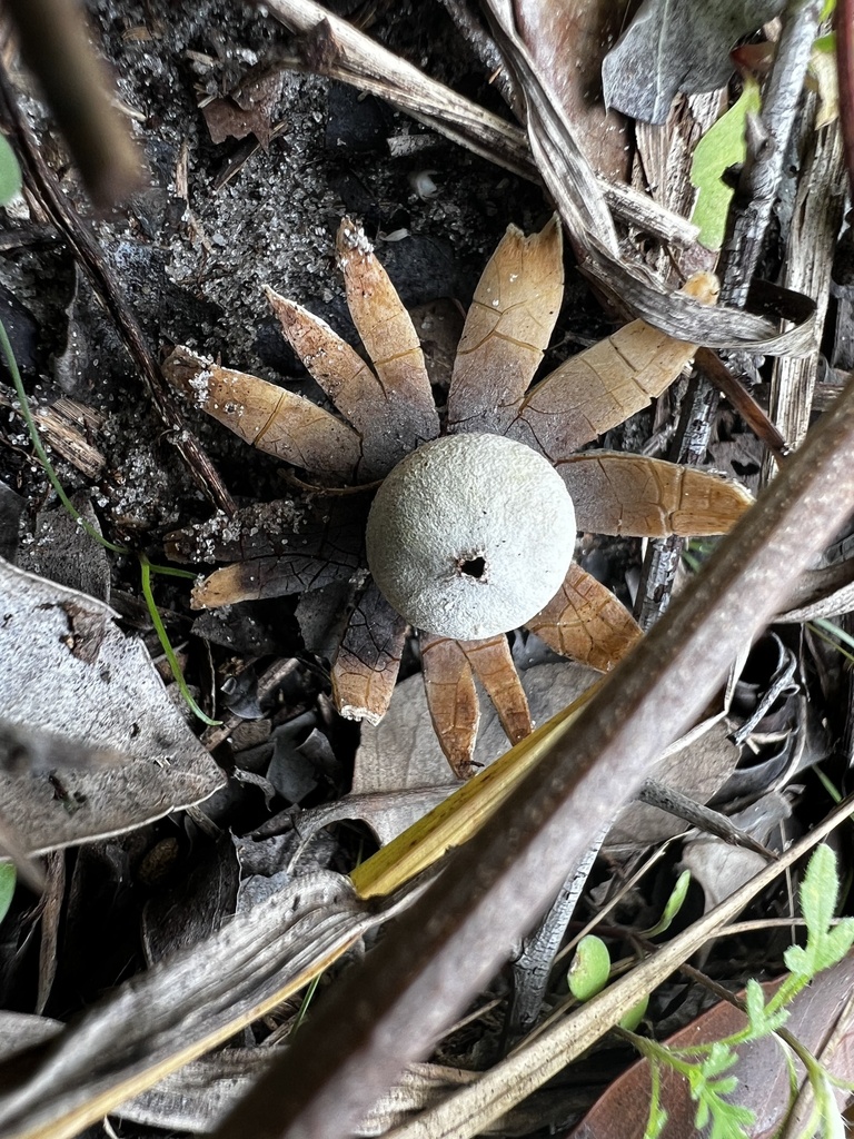 Astraeus morganii from Boyd Hill Nature Preserve, Saint Petersburg, FL ...