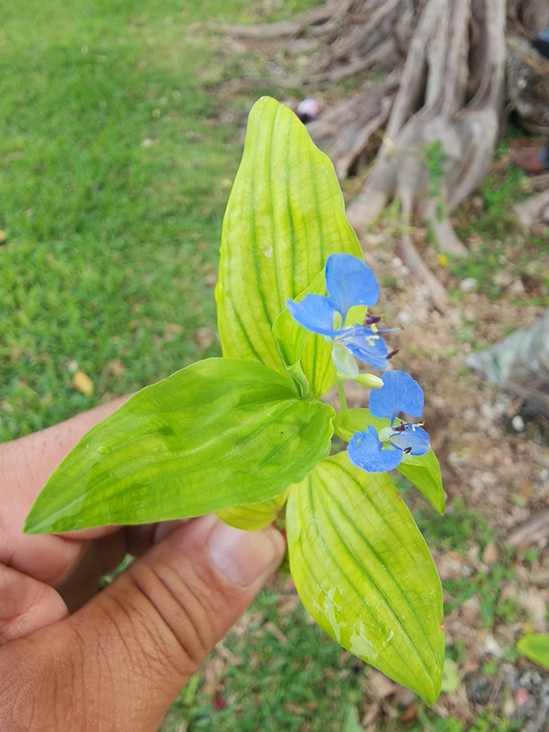 tropical spiderwort from Cutler Bay, FL, USA on January 9, 2024 at 09: ...