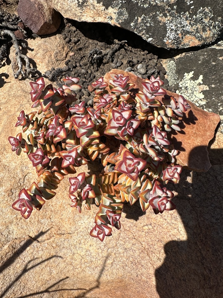 Kebab Bush from Cape Winelands District Municipality, South Africa on ...