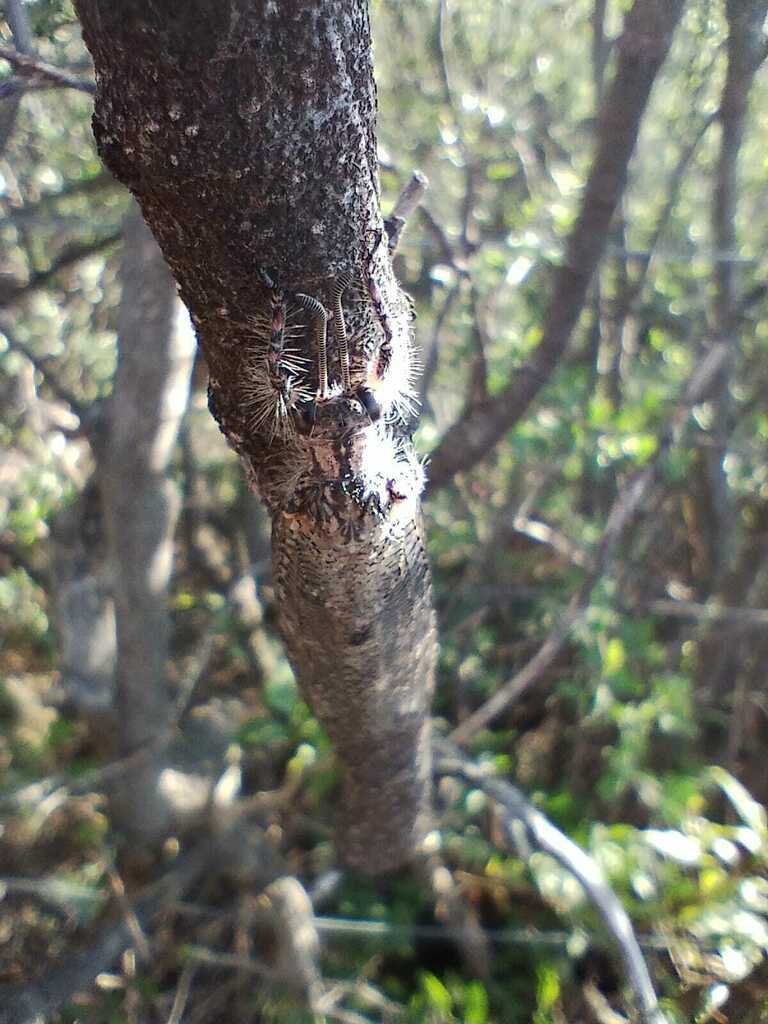 Vella fallax from San Javier Department, Córdoba Province, Argentina on ...