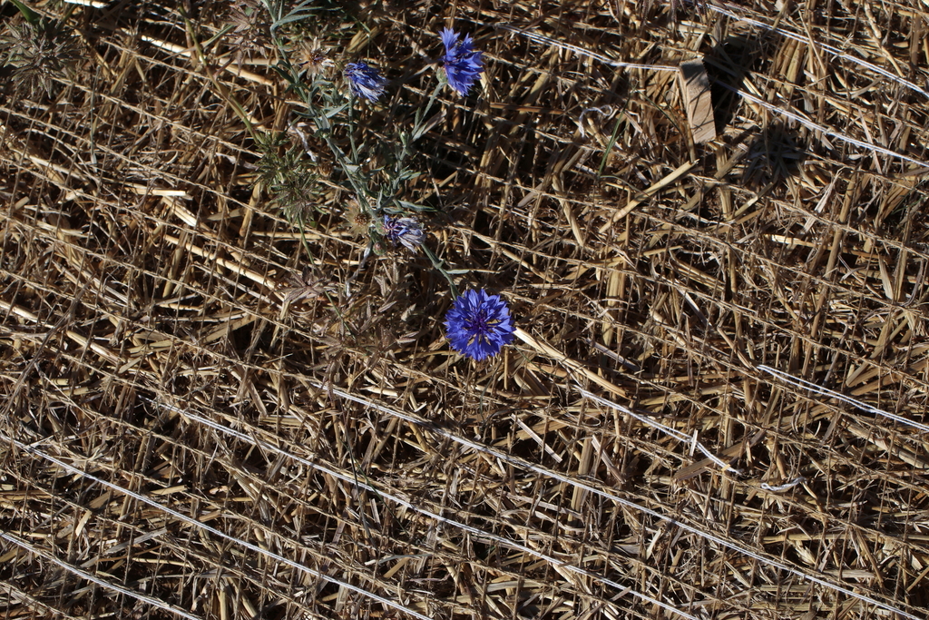 Cornflower from Gateway, Denver, CO, USA on October 2, 2023 at 09:31 AM ...