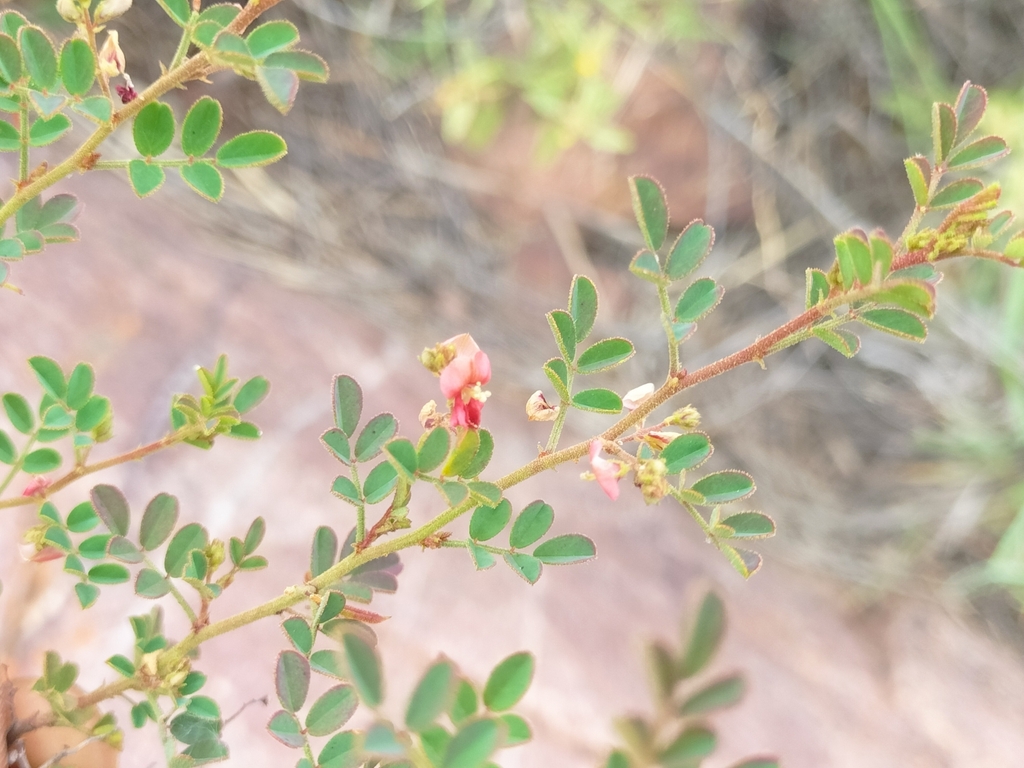 Indigos from 1956 Hillside street Makhado biaba, South Africa on ...