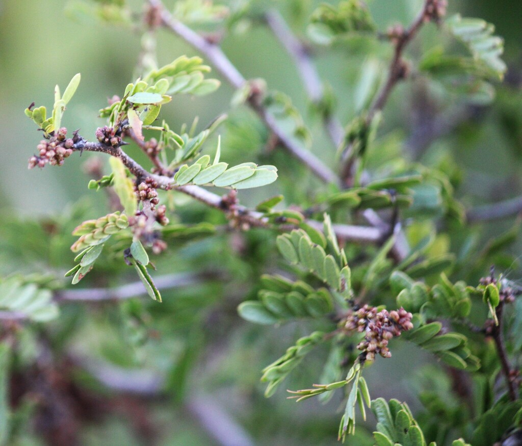 Blackbrush Acacia from South Side, Corpus Christi, TX, USA on January 9 ...