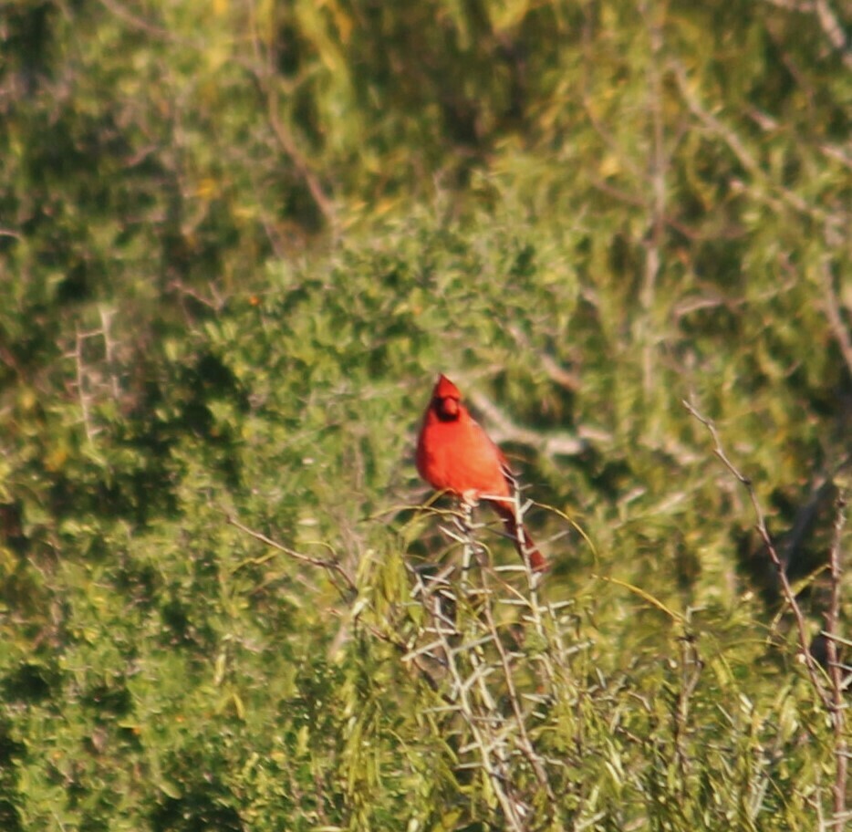 Northern Cardinal from South Side, Corpus Christi, TX, USA on January 9 ...