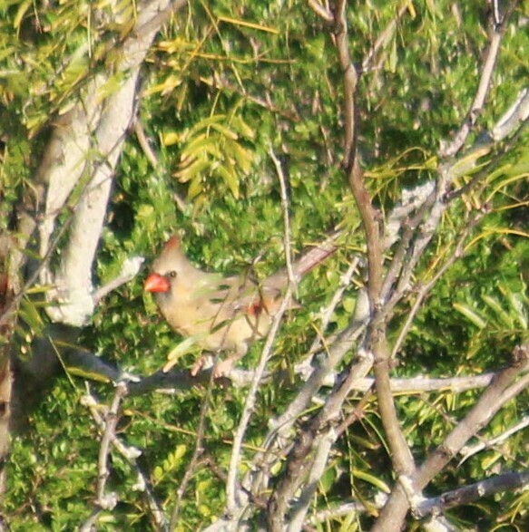 Northern Cardinal from South Side, Corpus Christi, TX, USA on January 9 ...