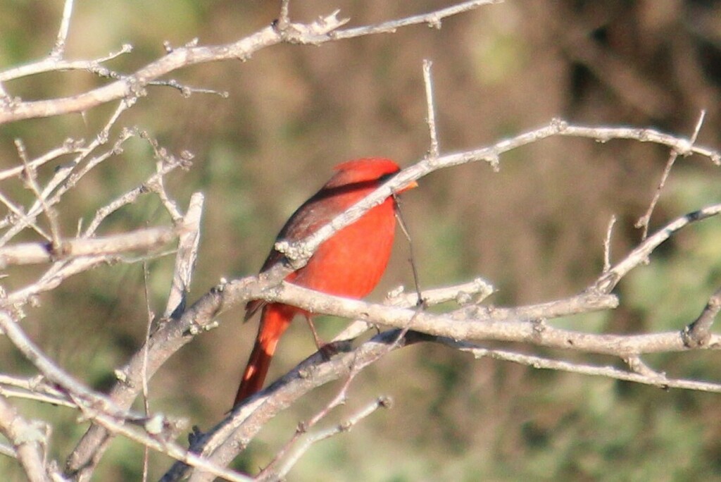 Northern Cardinal from South Side, Corpus Christi, TX, USA on January 9 ...