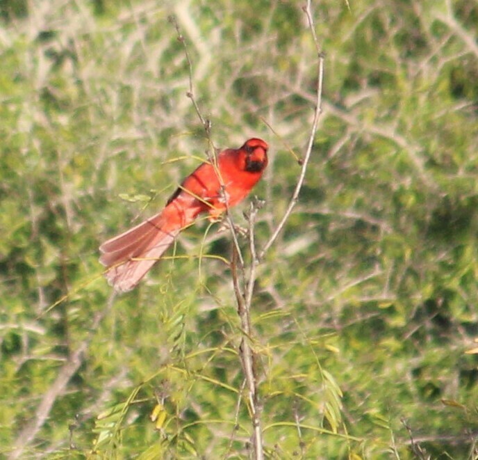Northern Cardinal from South Side, Corpus Christi, TX, USA on January 9 ...