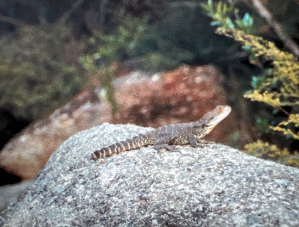 Australian Water Dragon from Genoa VIC 3891, Australia on October 14 ...