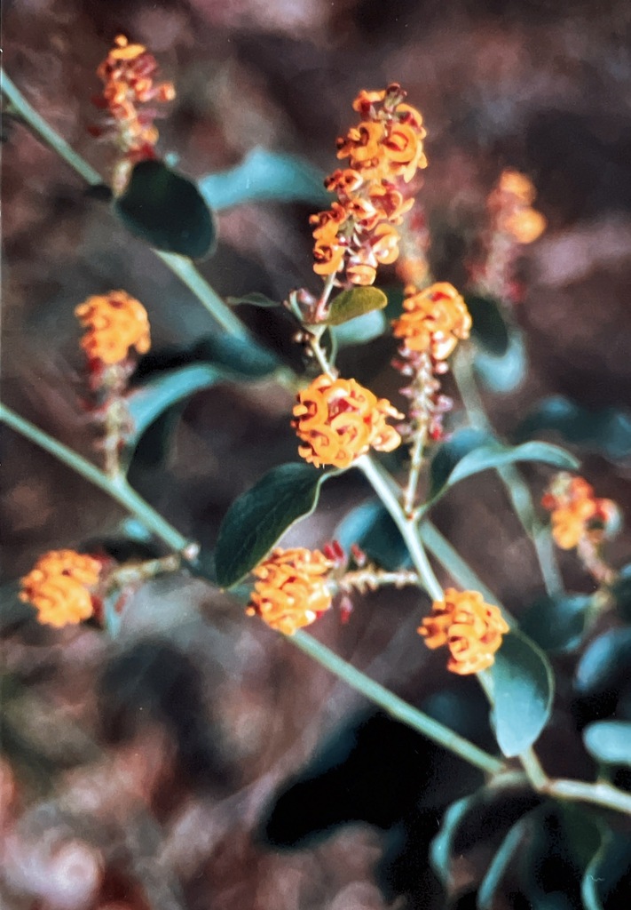 hop bitter-pea from Genoa Peak, Genoa VIC 3891, Australia on October 14 ...