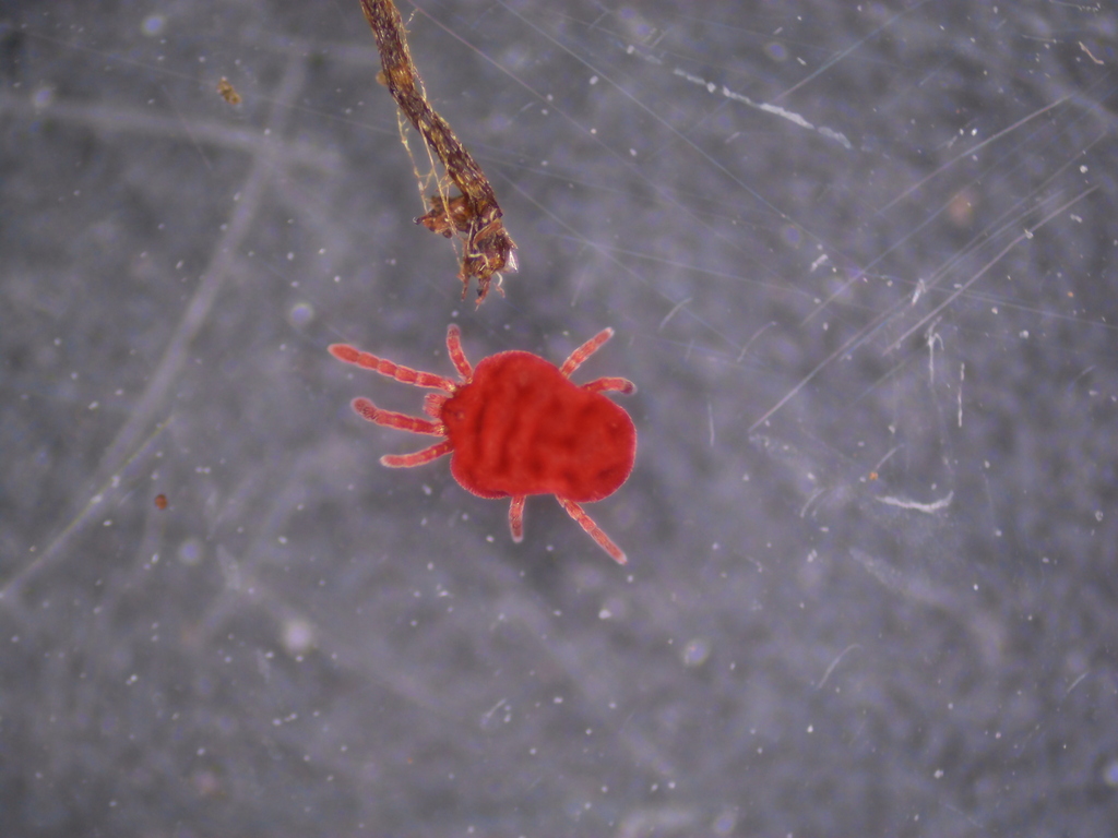 Velvet Mites from Marlborough, NH, USA on January 4, 2019 at 12:43 PM ...