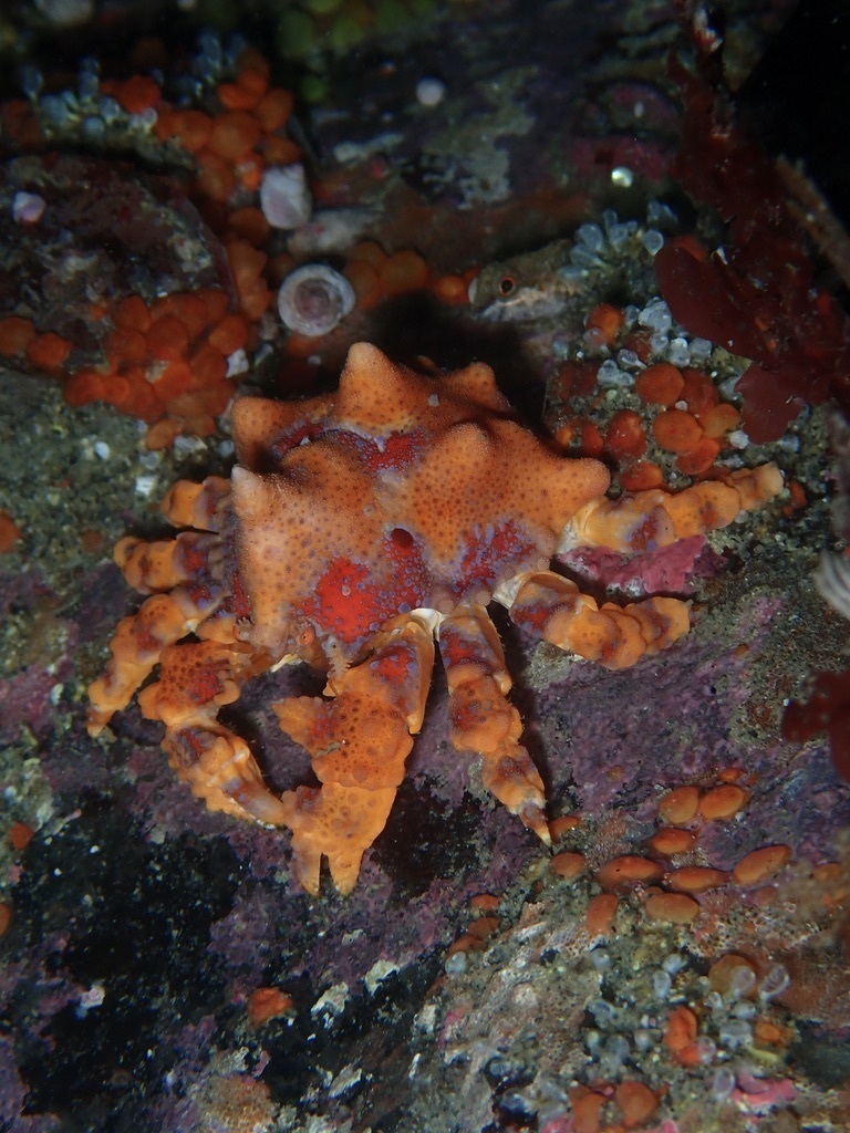 Puget Sound King Crab from Island County, WA, USA on January 06, 2024 ...