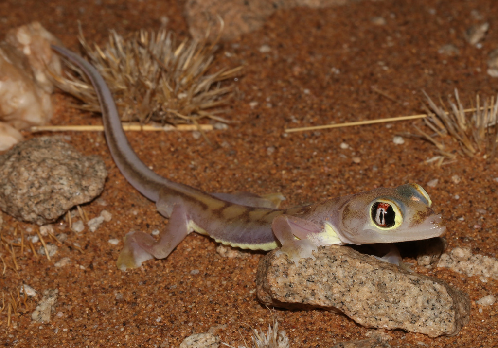 Namib Sand Gecko from Erongo Region, Namibia on January 1, 2024 at 09: ...