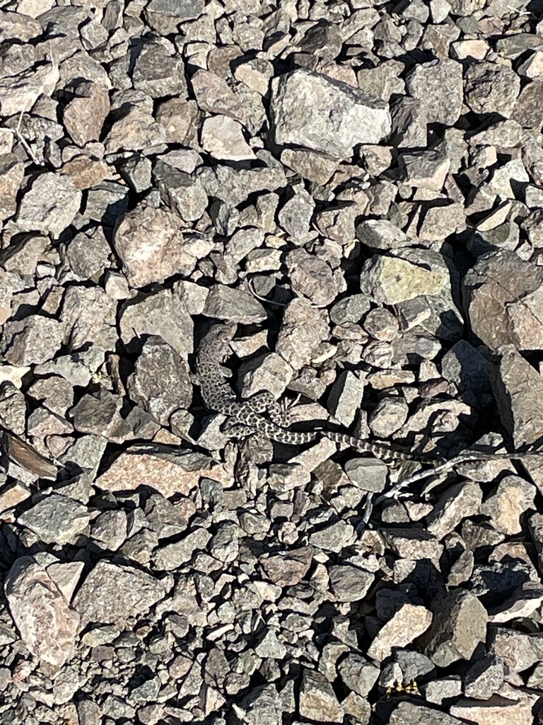 Long-nosed Leopard Lizard from Clark County, NV, USA on January 9, 2024 ...
