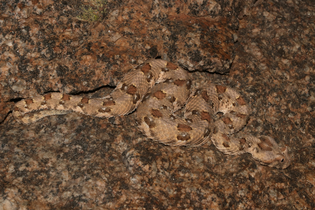 Horned Adder in January 2024 by Ryan van Huyssteen · iNaturalist