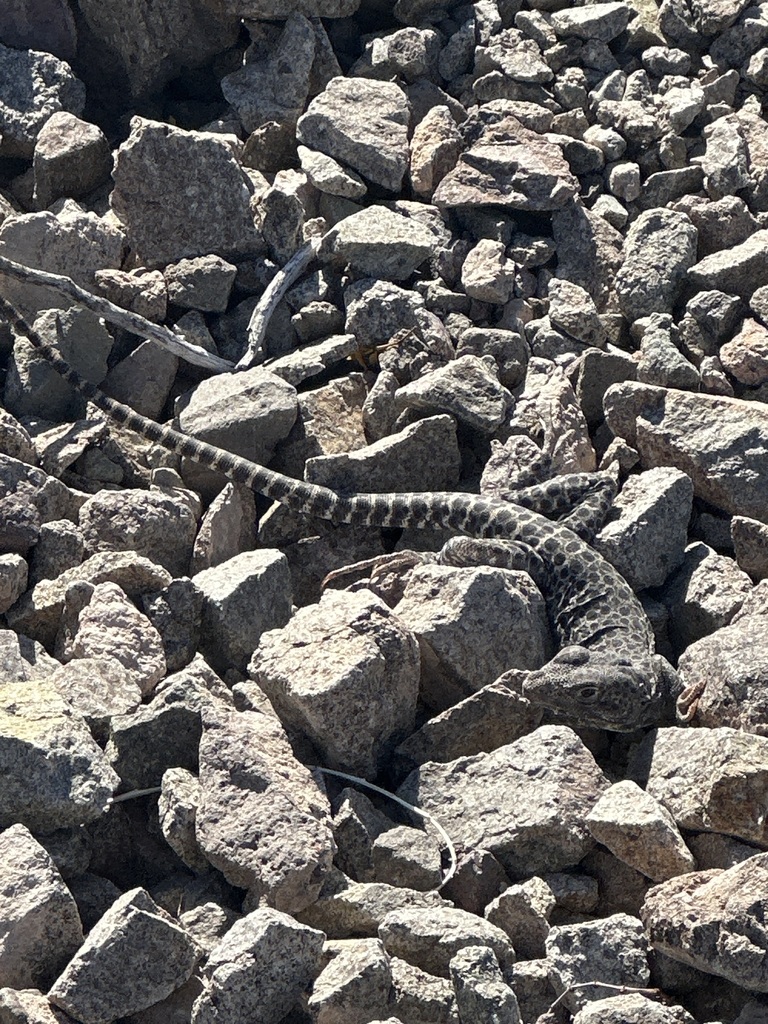 Long-nosed Leopard Lizard from Clark County, NV, USA on January 9, 2024 ...