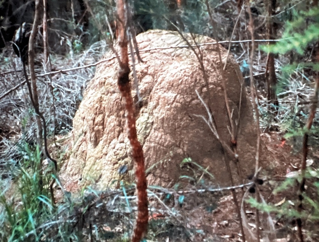 Termites from Genoa Peak, Genoa VIC 3891, Australia on October 14, 1999 ...