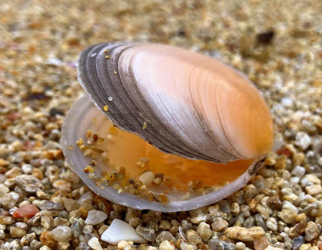 Peronaea planata from Kalamitsa Beach, Kavala, Eastern Macedonia and ...
