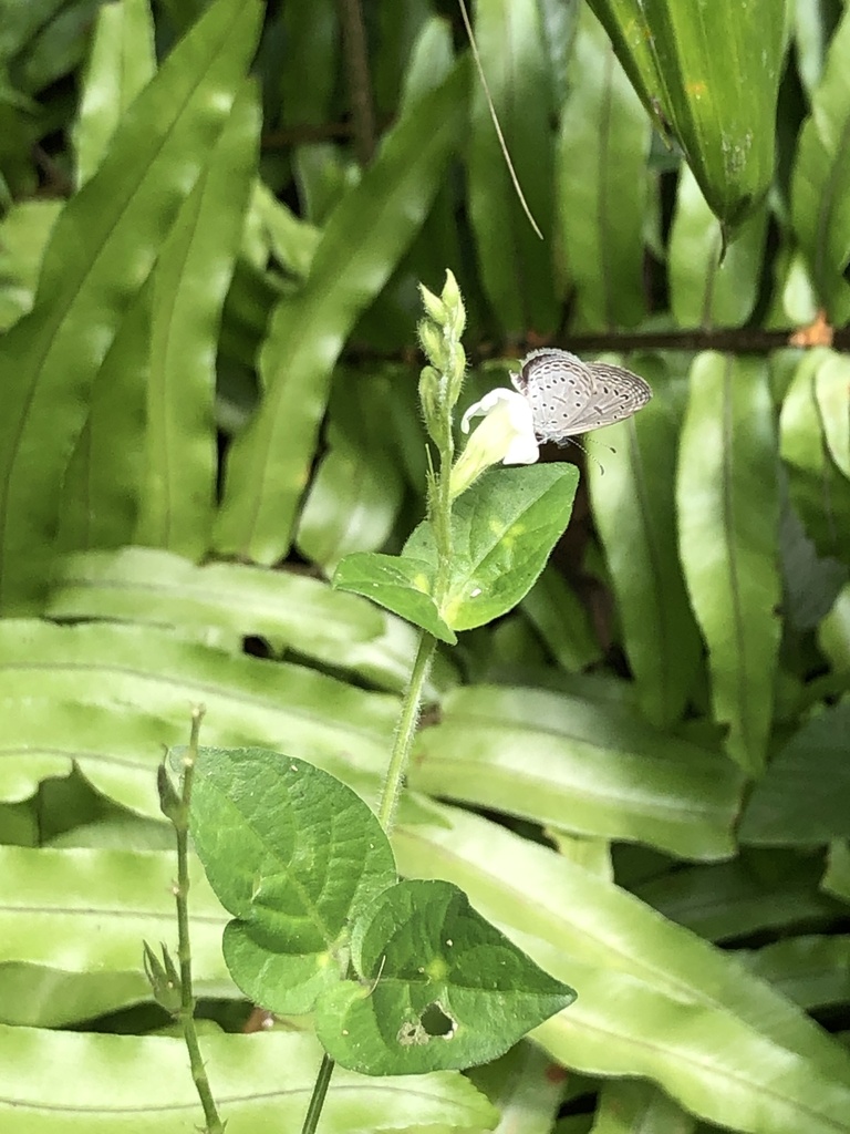 Tiny Grass Blue from Jozani Chwaka Bay National Park, Kusini, TZ on ...