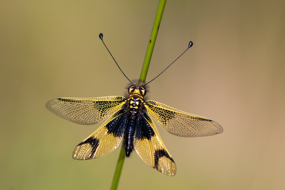 Libelloides longicornis from 55140 Champougny, France on June 29, 2012 ...