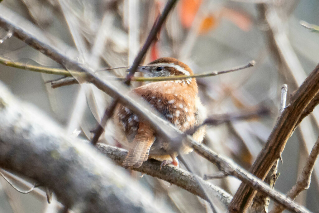 Carolina Wren from Prince George's County, MD, USA on January 8, 2024 ...