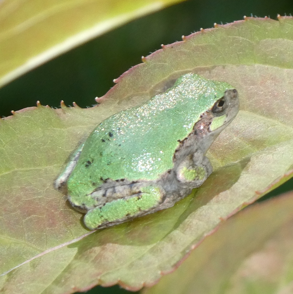 Gray Treefrog from Greene County, NY, USA on August 22, 2023 at 11:37 ...