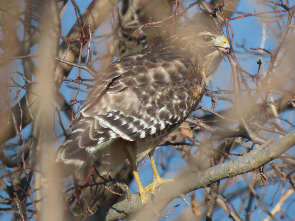 Red-shouldered Hawk from Hart Miller Island, Maryland, USA on January 3 ...