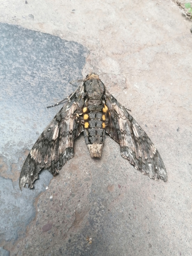 Giant Sphinx from Centro Histórico, Cusco, Peru on January 9, 2024 at ...