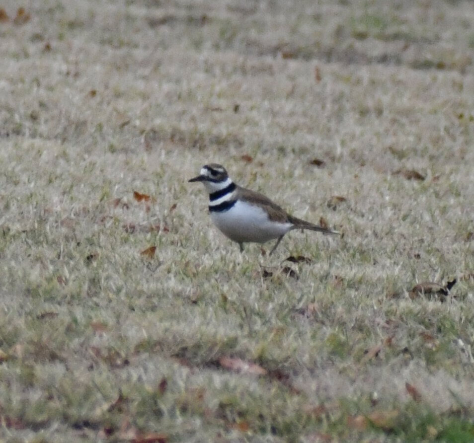 Killdeer from Rains County, TX, USA on January 6, 2024 at 10:25 AM by ...