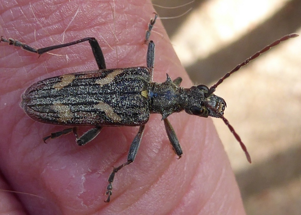 Two-banded Longhorn Beetle from Born a. Darß, Deutschland on May 22 ...