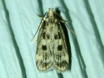 Square-spotted Martyringa Moth from Bedford Audubon Society, Katonah ...