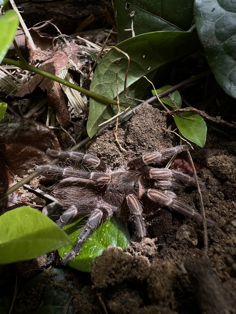 Common Puerto Rican Brown Tarantula from Roosevelt Roads, Ceiba, Puerto ...