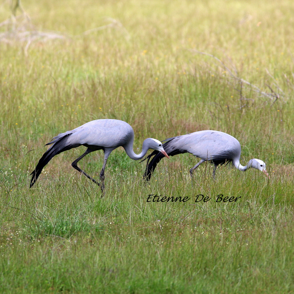 Blue Crane from Garden Route District Municipality, South Africa on ...