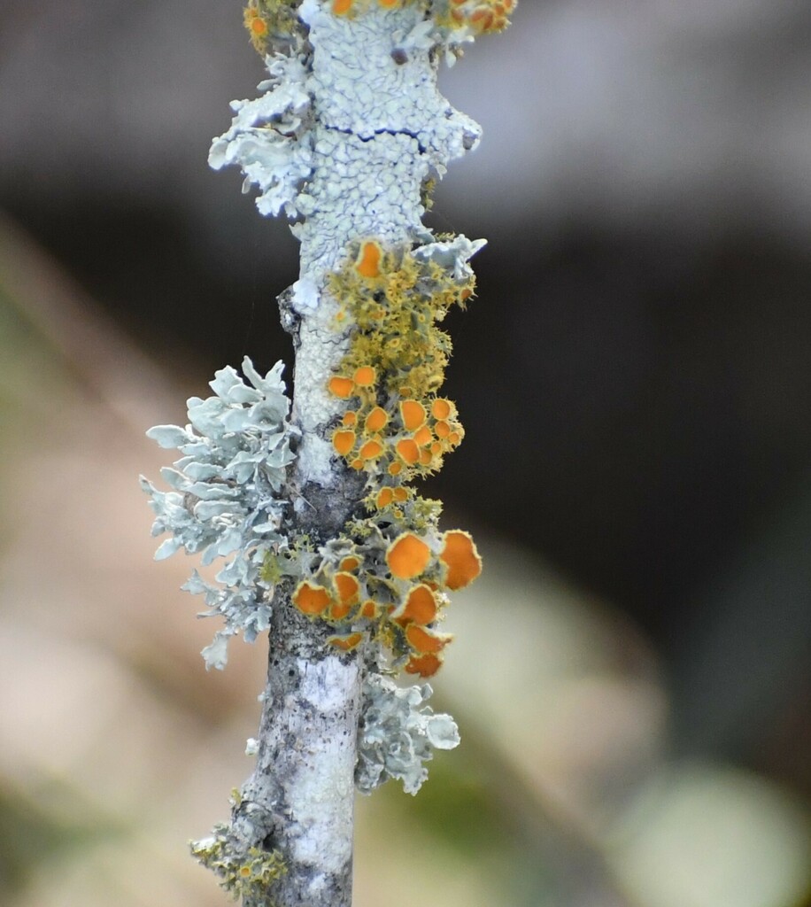 Golden-eye Lichen from Northeast Side, TX, USA on January 7, 2024 at 11 ...
