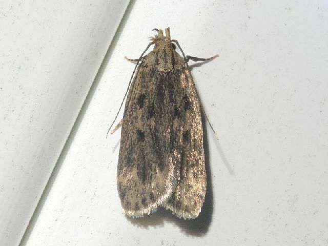 Himalayan Grain Moth from My Back Yard, Queens, NY 11364, USA on July ...