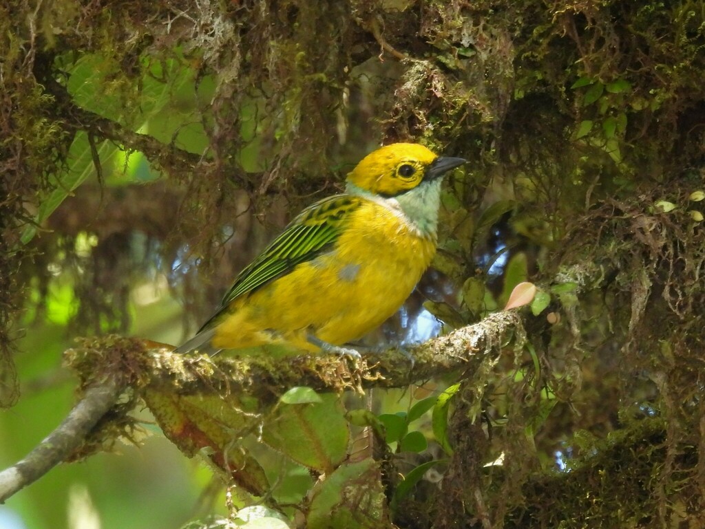 Silver-throated Tanager from Altos del Maria, Provincia de Panamá Oeste ...