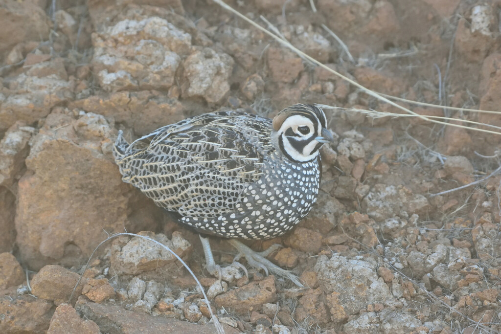 Montezuma Quail from Temósachic, Chih., México on April 4, 2023 at 06: ...