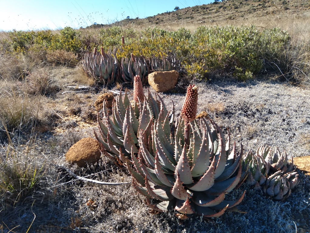 Turks Aloe in June 2020 by Reuben Heydenrych · iNaturalist
