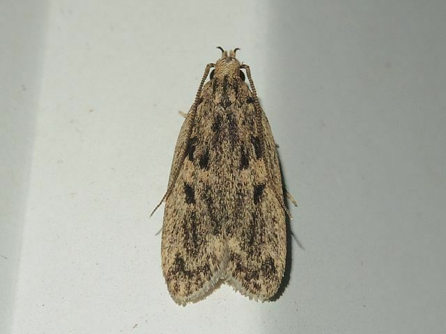 Himalayan Grain Moth from My Back Yard, Queens, NY 11364, USA on June ...