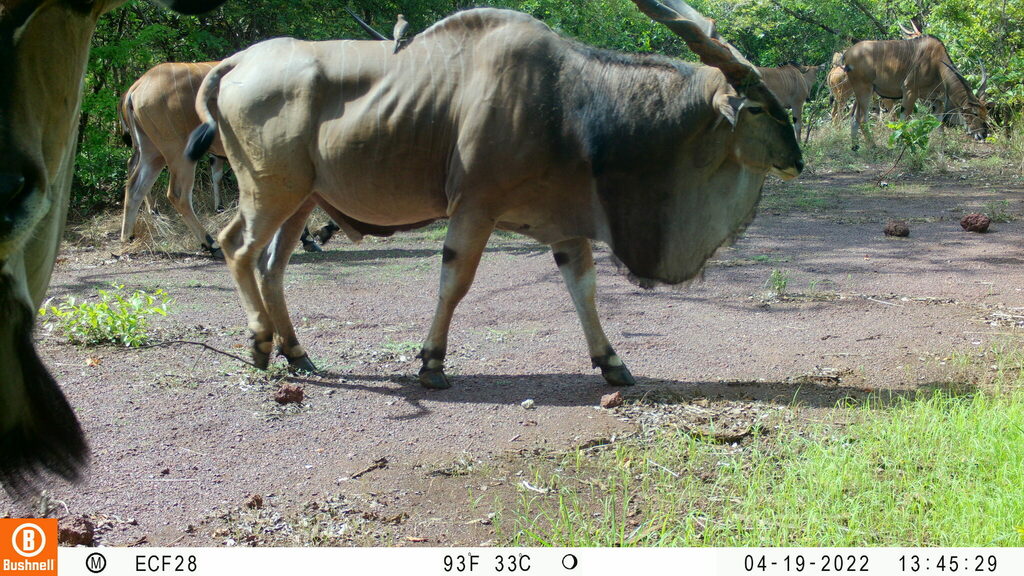 Eastern Giant Eland in April 2022 by thierry_aebischer_chinko. P,L:F,40,24H,0 cmN,wbA · iNaturalist