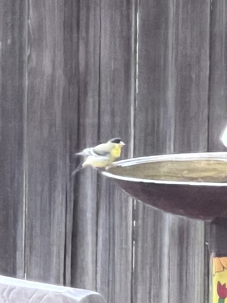 Lesser Goldfinch in January 2024 by Terry · iNaturalist