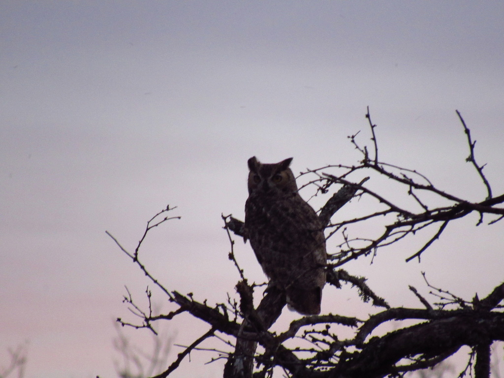 Great Horned Owl from Lyndon B. Johnson State Park & Historic Site ...
