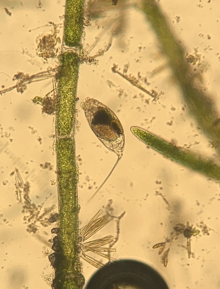 Trichocerca from E Main St, Fredericksburg, TX, US on January 9, 2024 ...