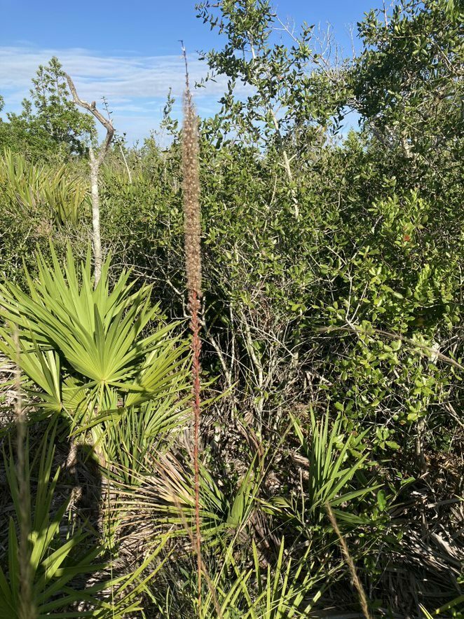 Scrub Palmetto from Archbold Biological Station, 123 Main Dr, Venus, FL ...