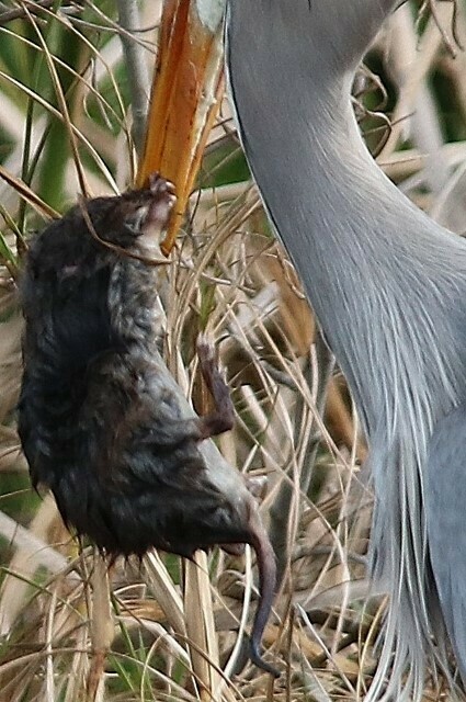Shrews from Lake Apopka Wildlife Drive, 2850 Lust Rd, Apopka, FL 32703 ...
