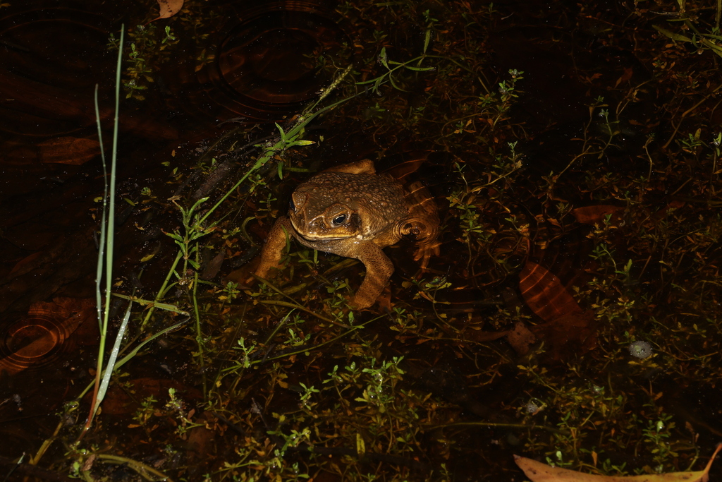 Cane Toad from Pine Mountain QLD 4306, Australia on January 9, 2024 at ...