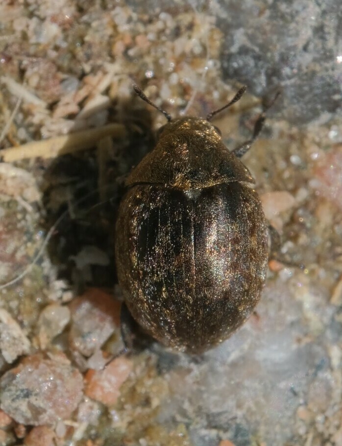 Cytilus sericeus from 29640 Schneverdingen, Deutschland on May 8, 2023 ...