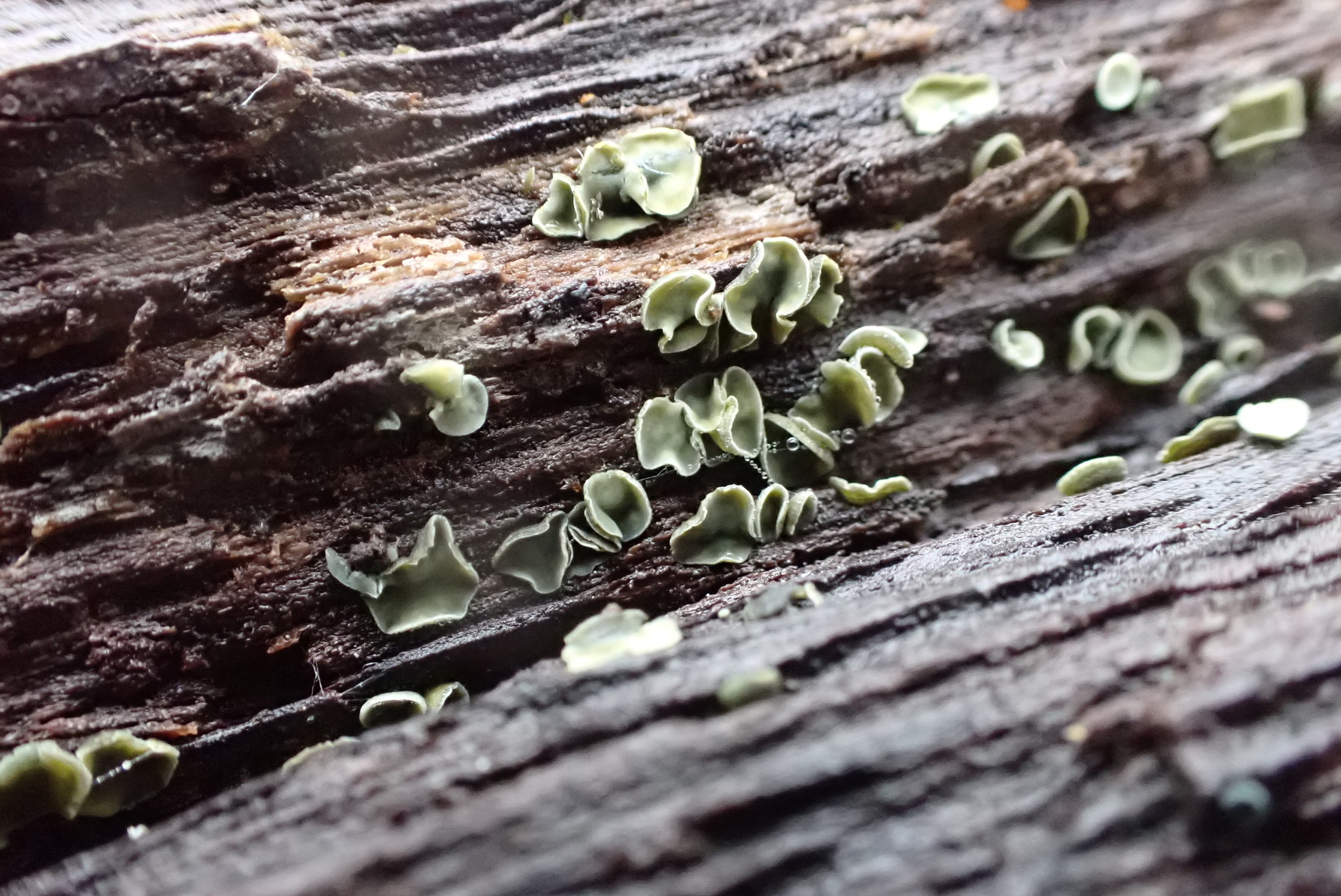 Chlorosplenium chlora