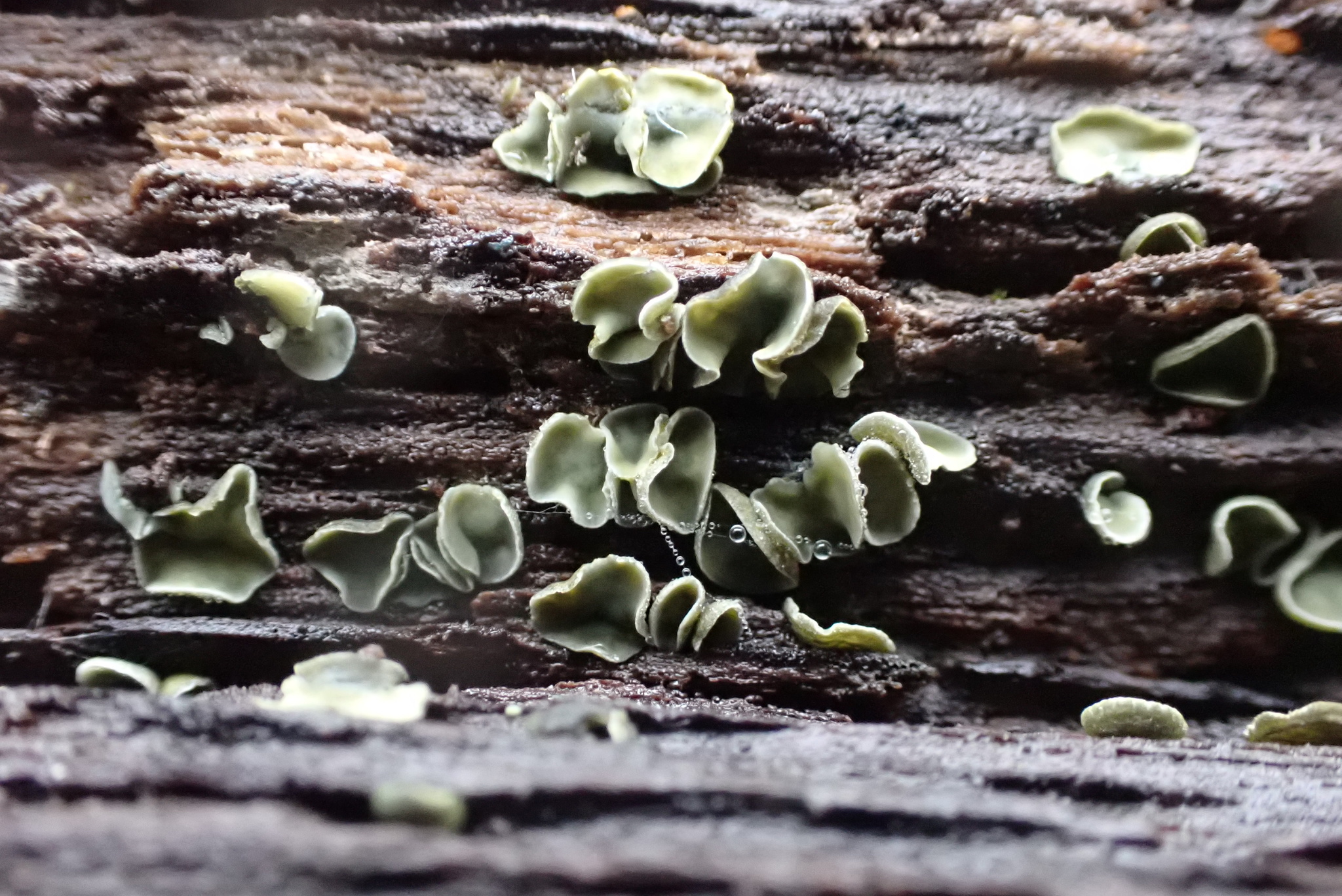 Chlorosplenium chlora